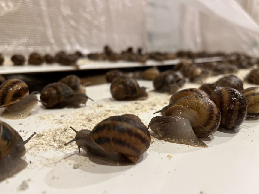 Улитка Мюллер Helix Aspersa Muller