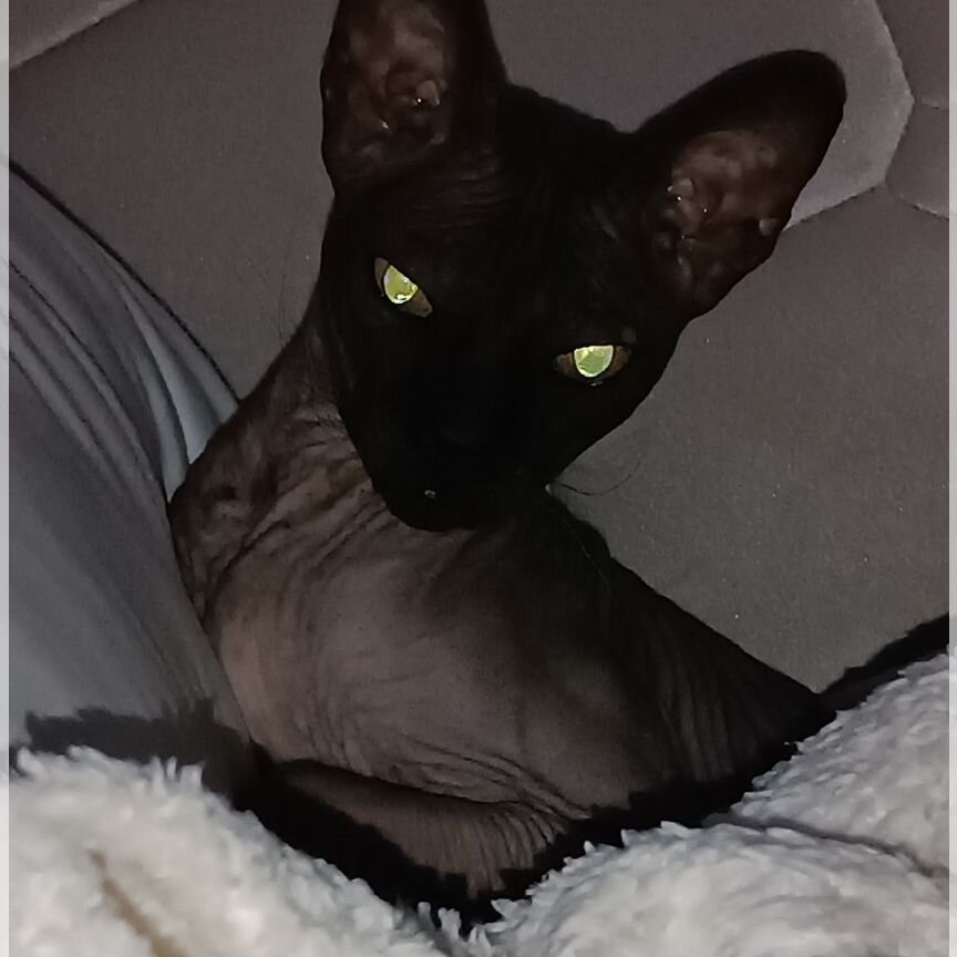 Донской сфинкс, взрослая кошка