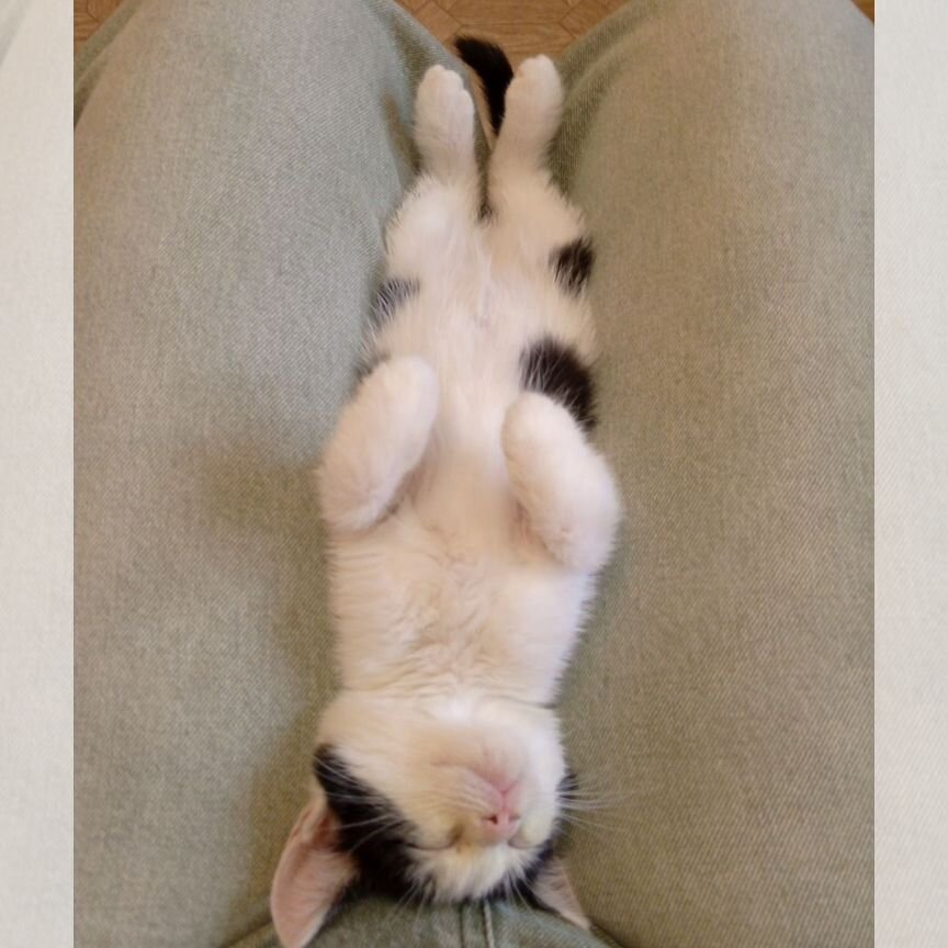 Котёнок в добрые руки