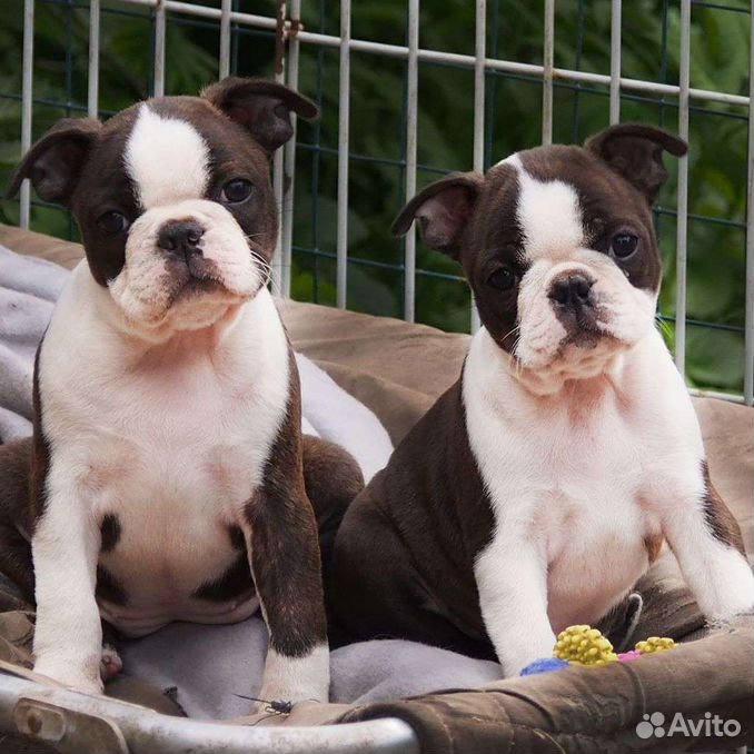 Бостон терьер - шикарная девочка, 2 мес