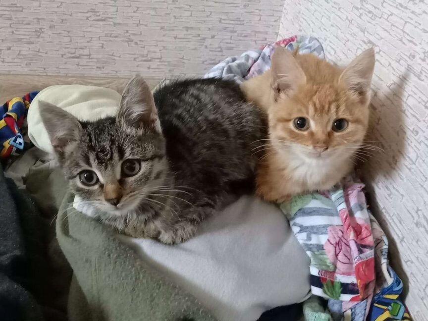 Кошки в добрые руки бесплатно