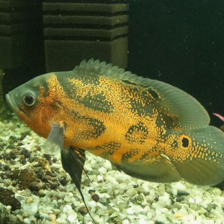 Астронотус тигровый