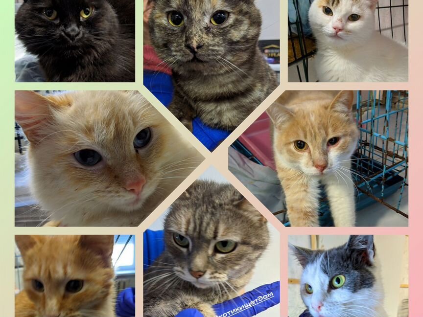 Кошки живут в клетках нужен дом