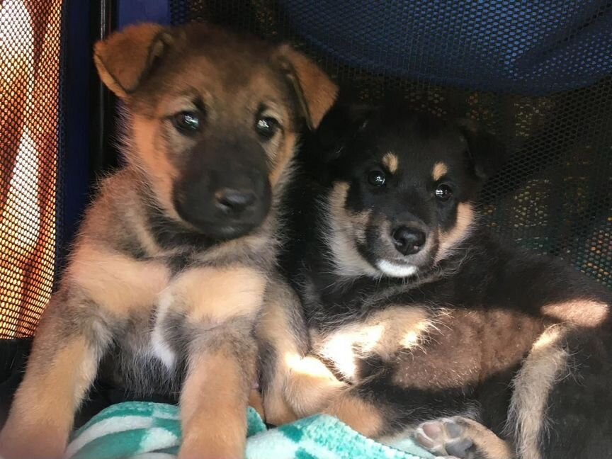 Щенков подбросили к приюту, очень нужен дом