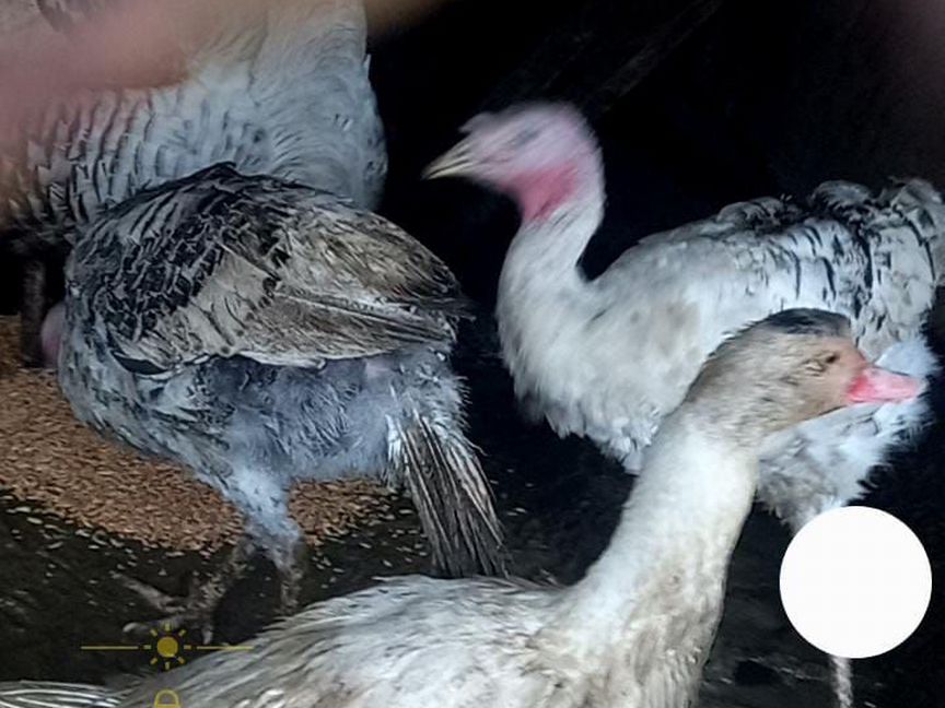 Продаются индюки и индюшки