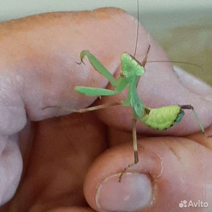 Богомол древесный