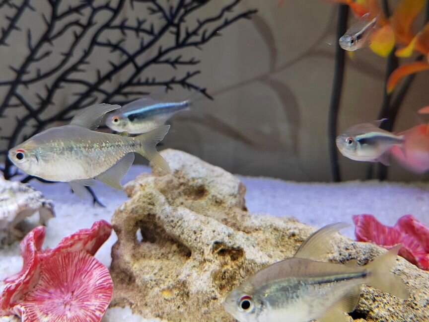 Аквариумные рыбки Тетры бриллиантовая Неон черный