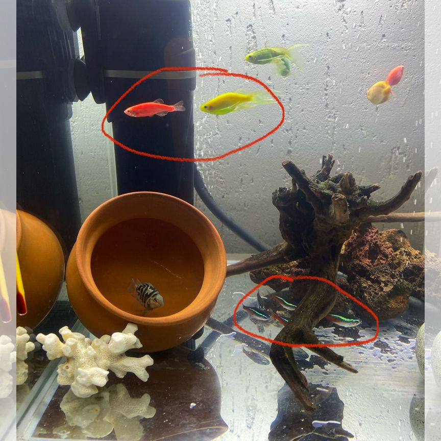 Отдам 2-х данио и 3-х неонов