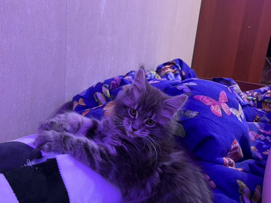 Котята мейн-кун