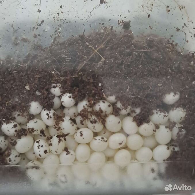 Улитки ахатины бесплатно (яйца)