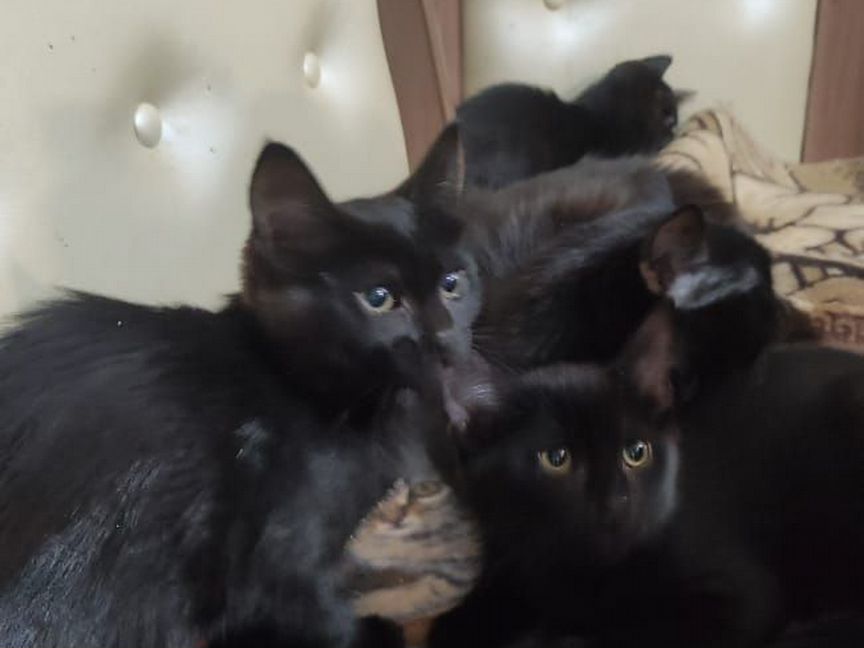 Котята в добрые руки бесплатно
