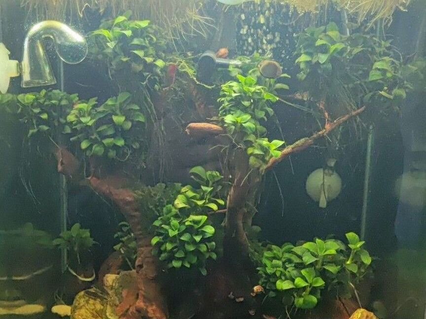 Бонсай для аквариума