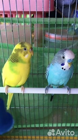 Попугай с клеткой