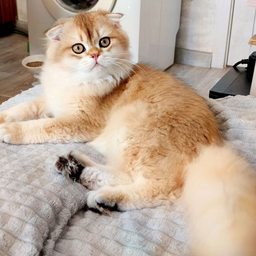 Шотландский вислоухий короткошёрстный котёнок