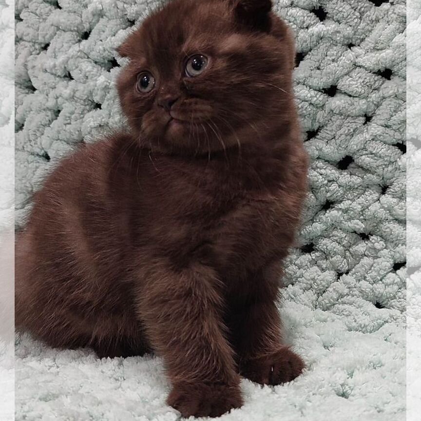 Шотландский вислоухий короткошёрстный котёнок