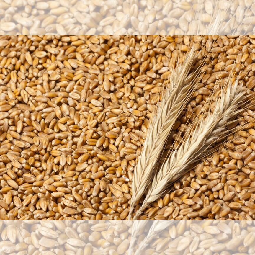 Пшеница