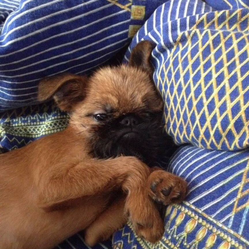 Гриффон мини