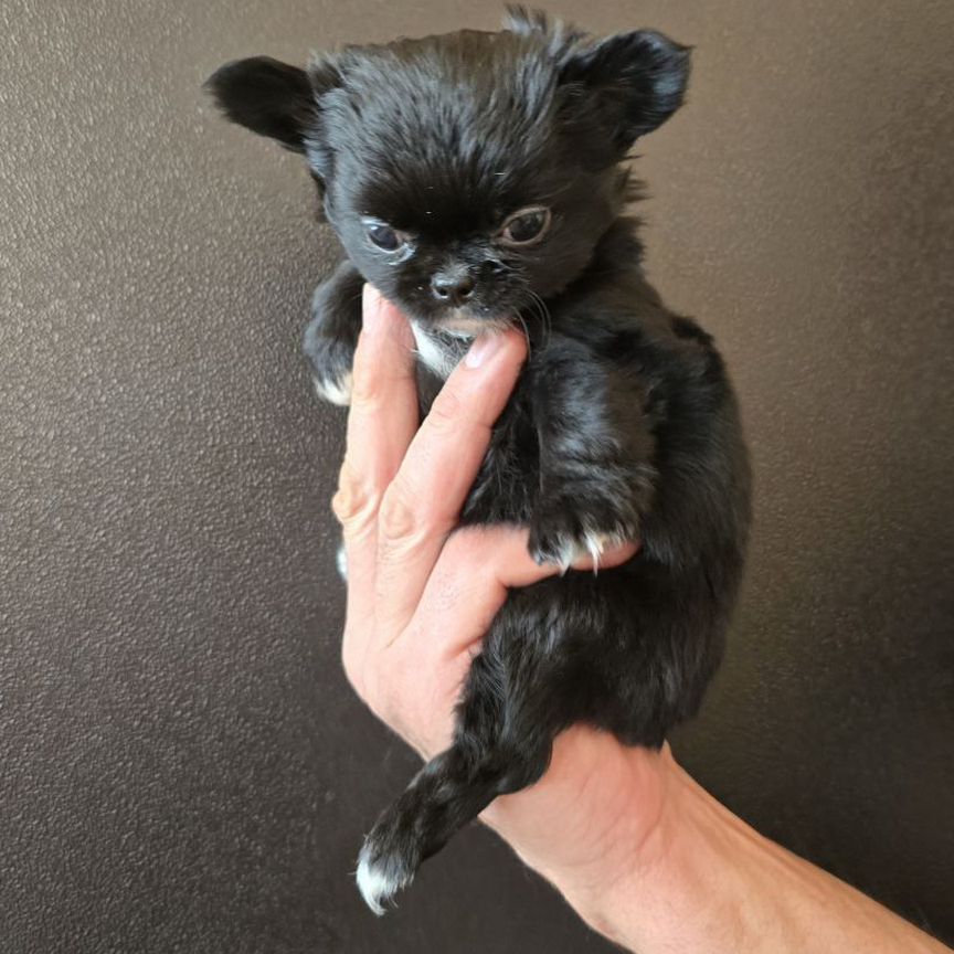 Чихуахуа, щенок