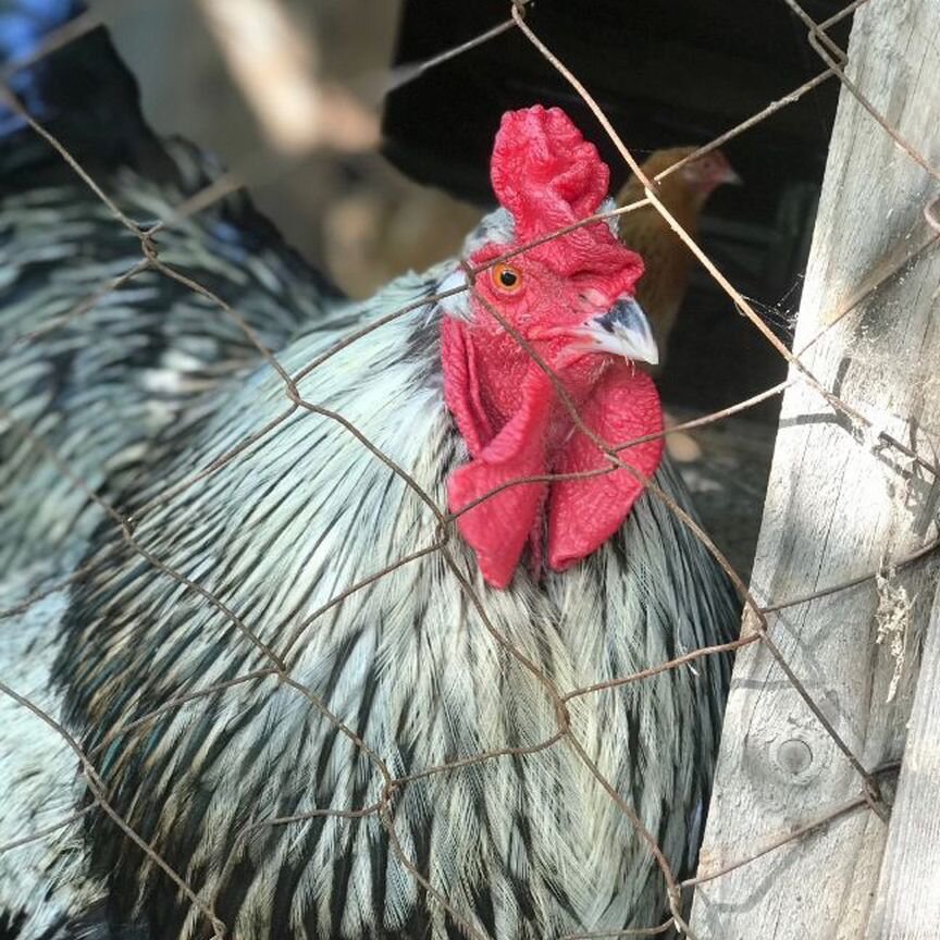 Петух брама