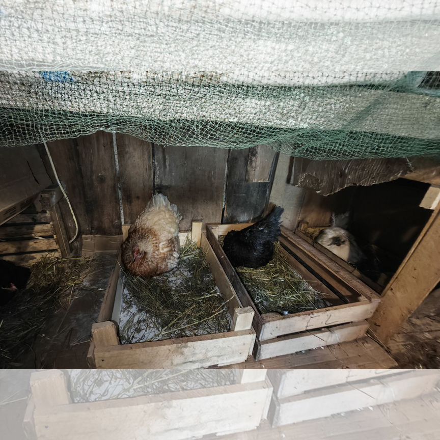 Куры доиашние