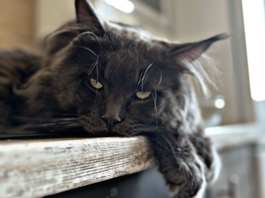 Мейн-кун голубой солид