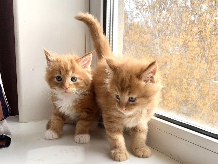 Мейн-кун котята рыжие