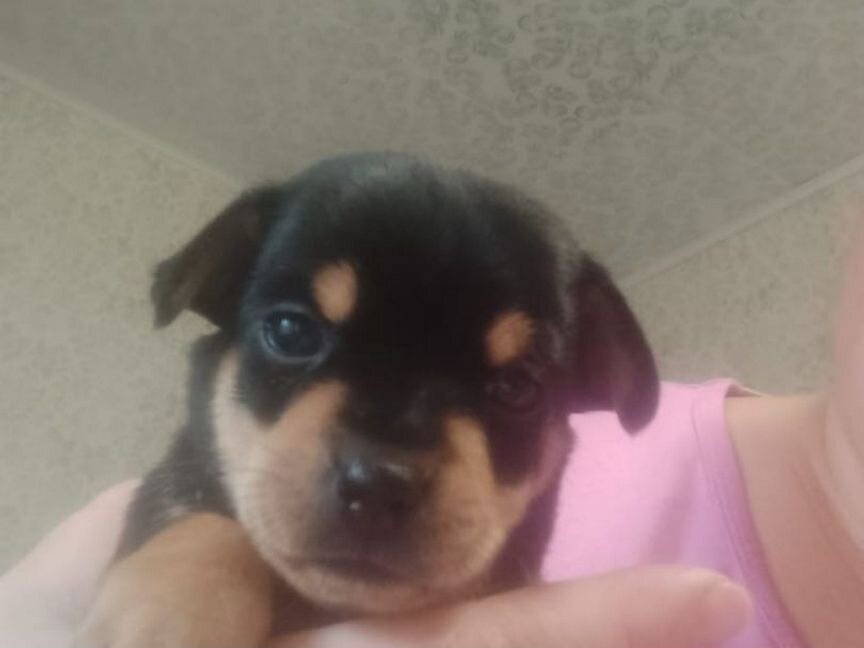 Продам щеночка той терьера