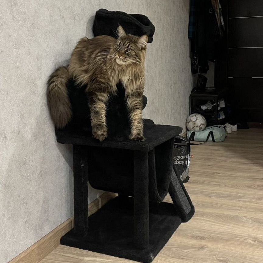 Мейн-кун, взрослый кот