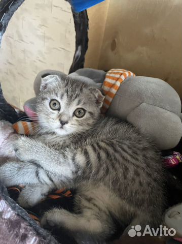 Шотланский вислоухий котенок девочка