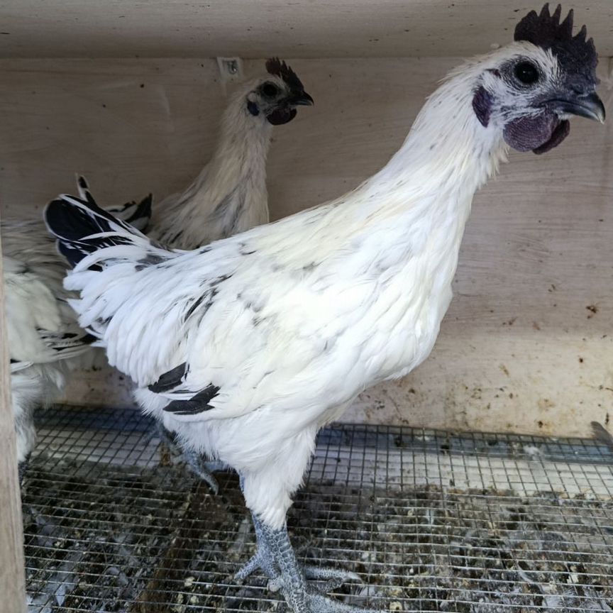 Молодые петушки