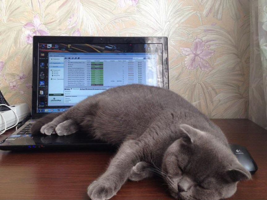 Британская кошка бесплатно