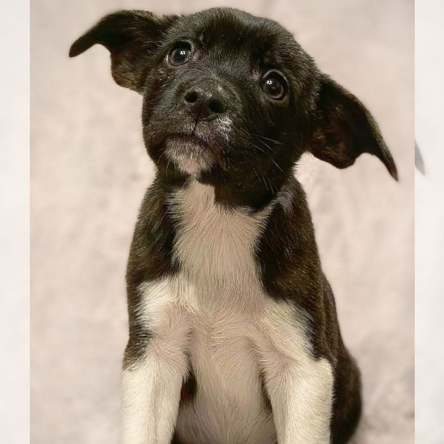 Щенок в добрые руки