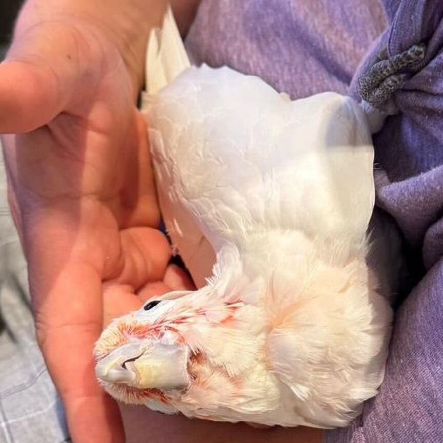 Попугай какаду