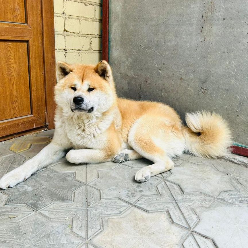 Вязка кобель акита ину