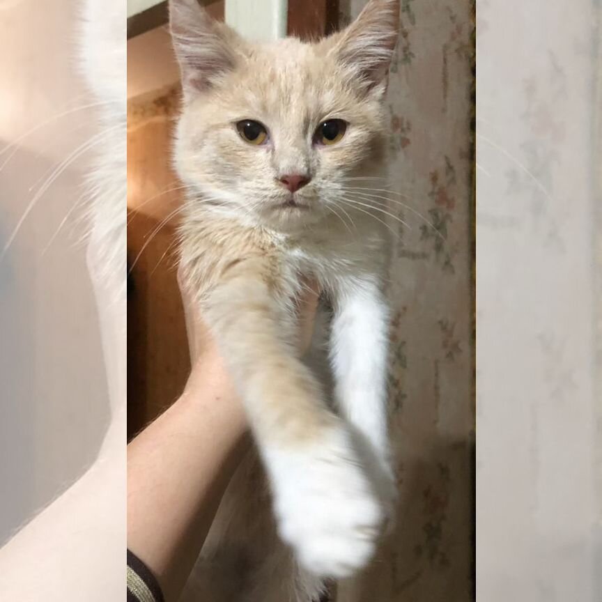 Котёнок