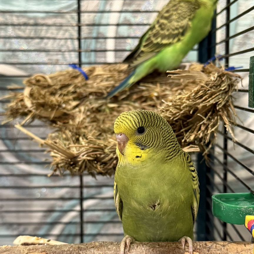 Волнистый попугай