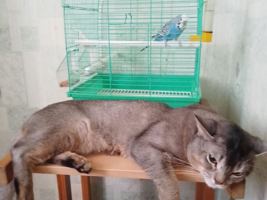 Абиссинский красавец