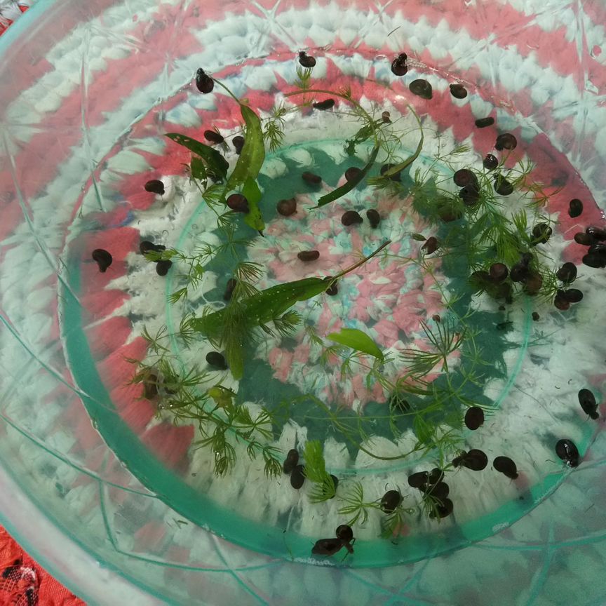 Улитки аквариумные отдам