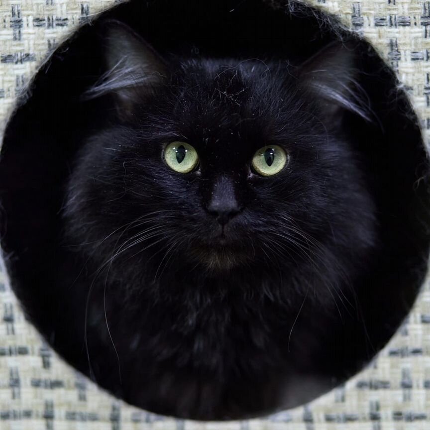 Кот Финик ищет дом