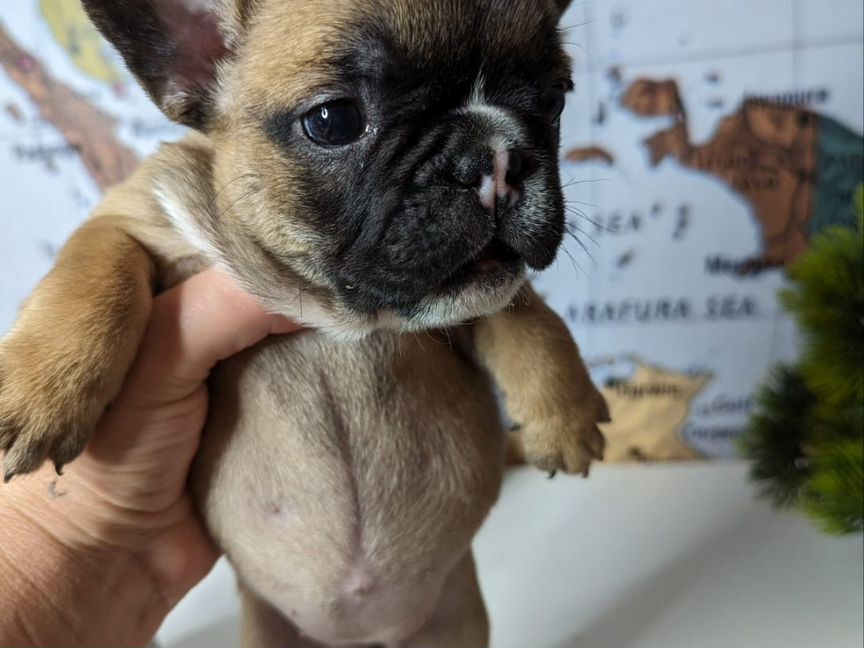 Маленькая куколка