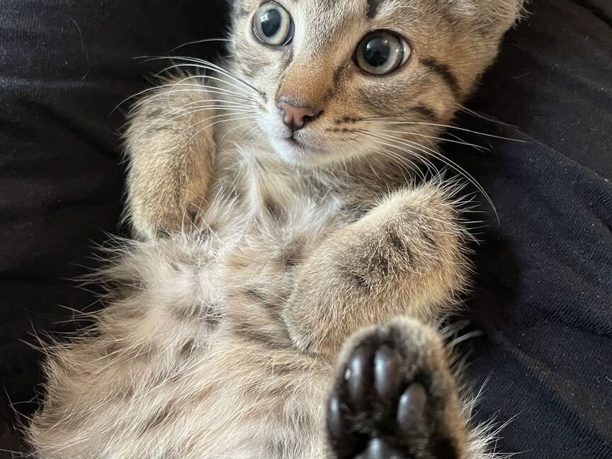 Котенок мальчик ждет