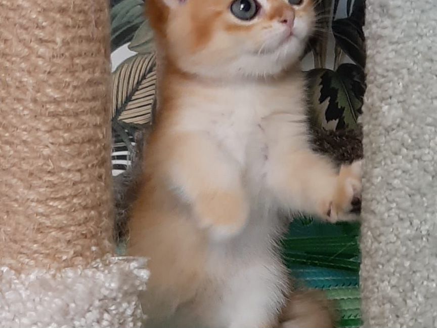 Золотые британские котята