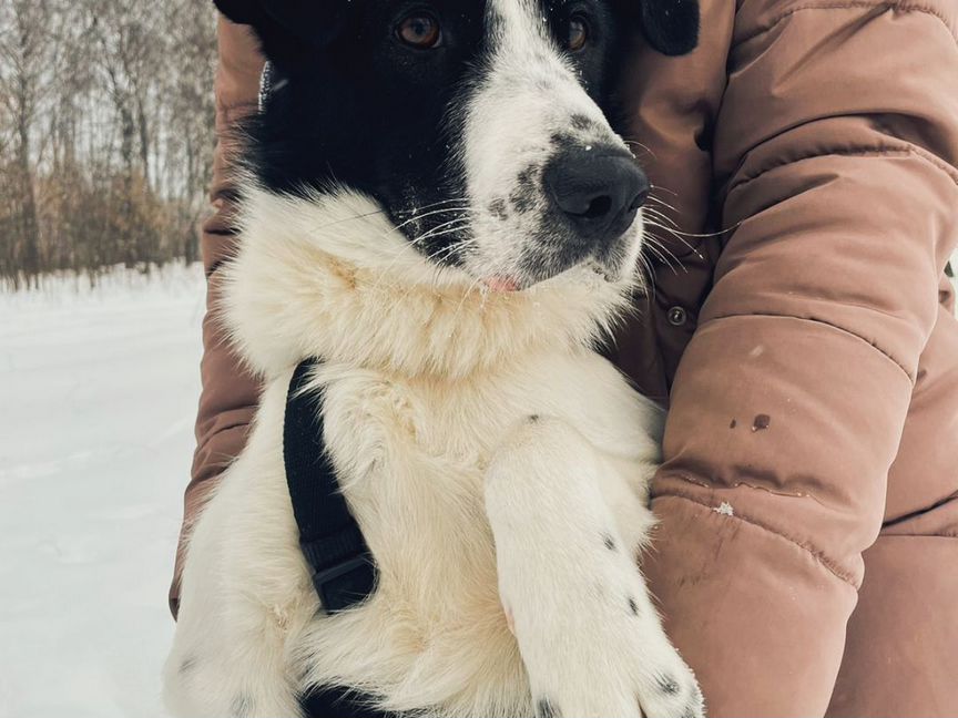 Маленький Бимка в добрые руки