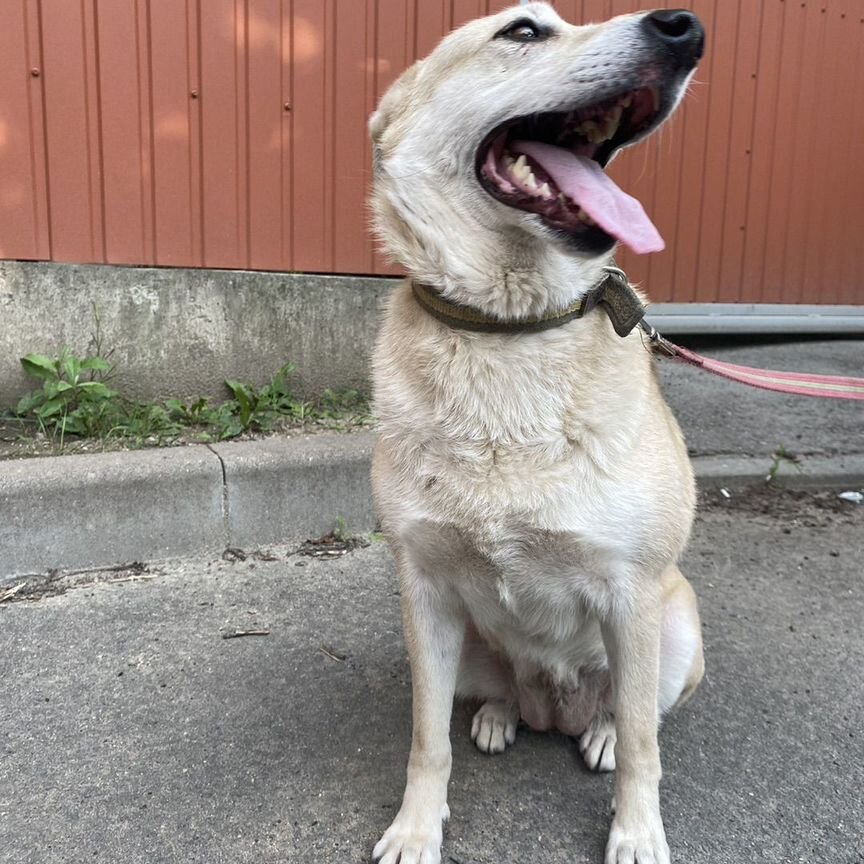 Собака в добрые руки