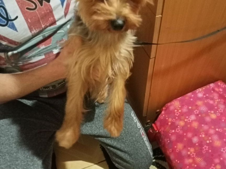 Йоркширский терьер мини