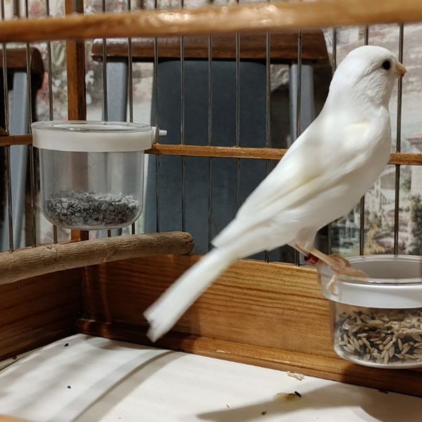 Кенара и канарейки овсяночного напева