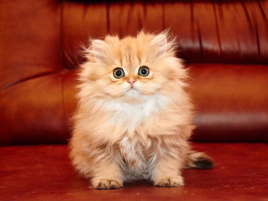 Шикарный золотой пушистый котик