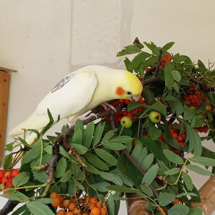 Попугай Корелла мальчик