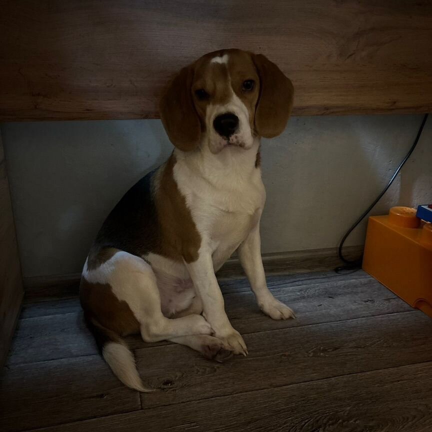 Бигль в добрые руки