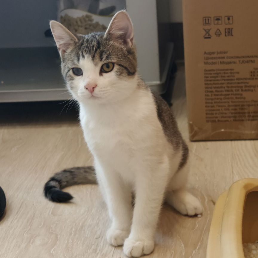 Котёнок ласковый